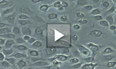 EVOS FL细胞成像系统 | Thermo Fisher Scientific - CN