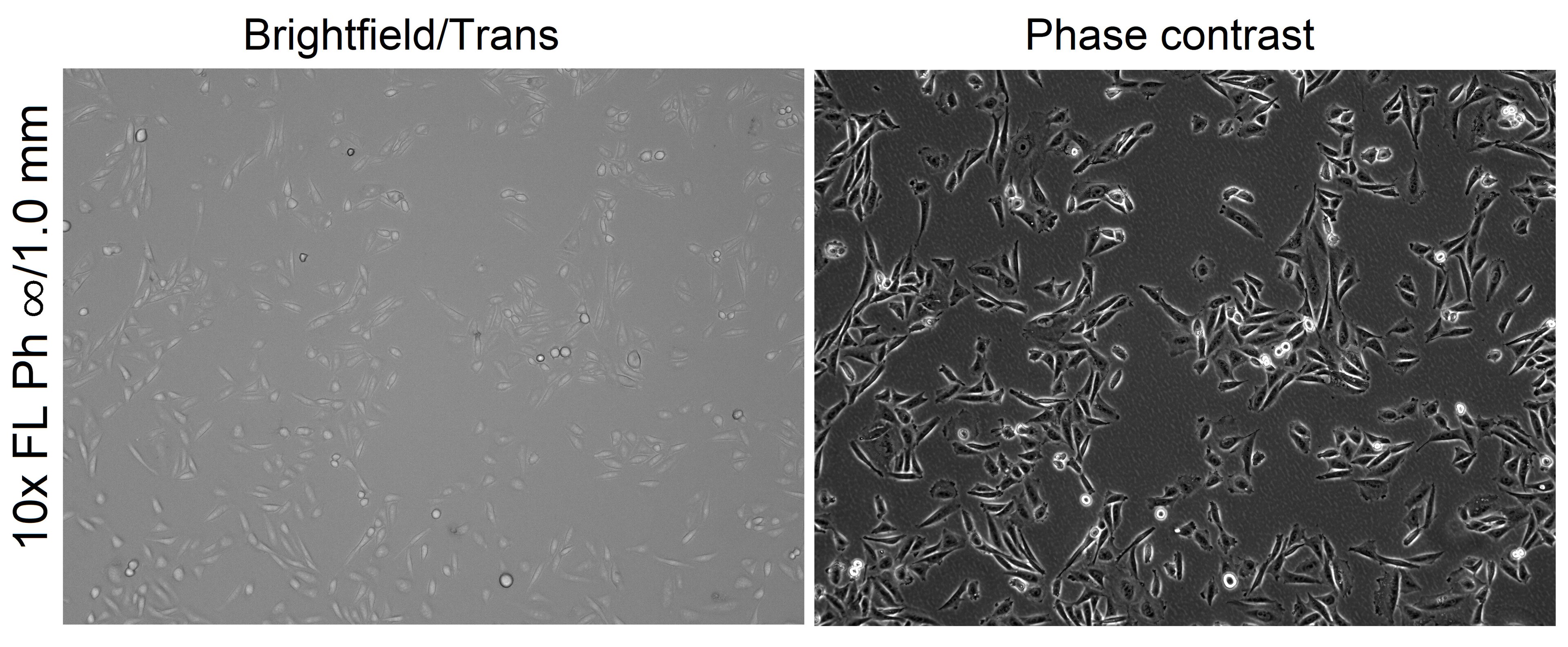 Selection Guide for EVOS Objectives | Thermo Fisher Scientific - CN