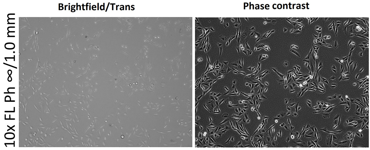 Selection Guide for EVOS Objectives | Thermo Fisher Scientific - CN