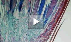 EVOS XL Core细胞成像系统 | Thermo Fisher Scientific - CN