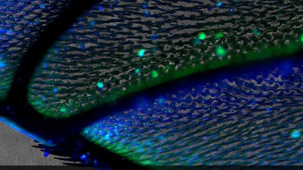 EVOS FLoid 成像系统 | Thermo Fisher Scientific - CN