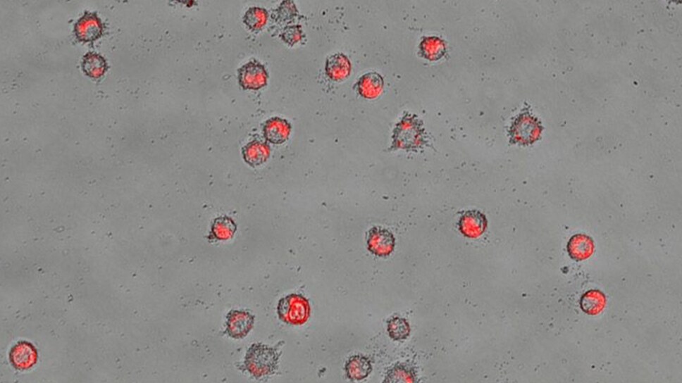 EVOS FLoid 成像系统 | Thermo Fisher Scientific - CN