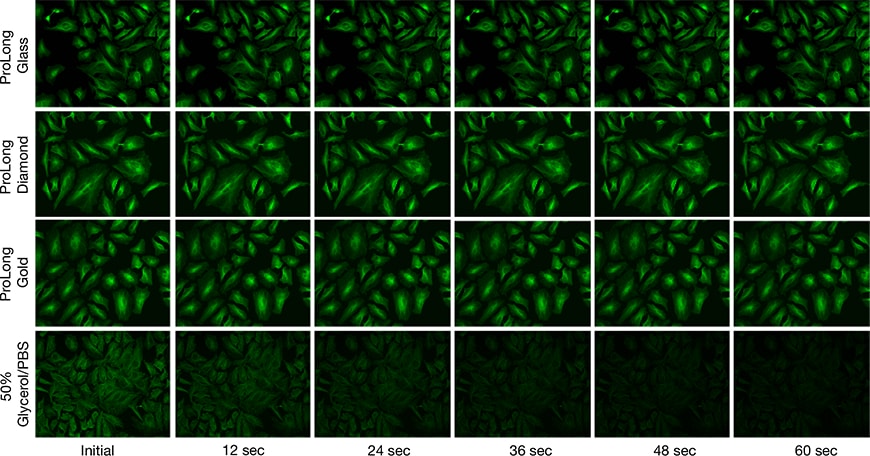 ProLong Gold抗荧光淬灭封片剂-固定细胞-赛默飞 | Thermo Fisher Scientific - CN