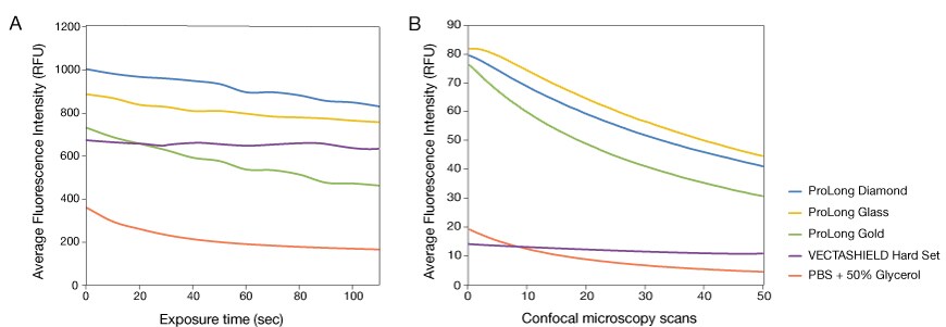 用于固定细胞的ProLong抗淬灭封片剂 | Thermo Fisher Scientific - CN