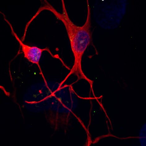 CellInsight CX7 Pro LZR HCS 平台 | Thermo Fisher Scientific - CN