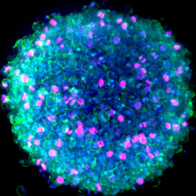 CellInsight CX7 Pro LZR HCS 平台 | Thermo Fisher Scientific - CN