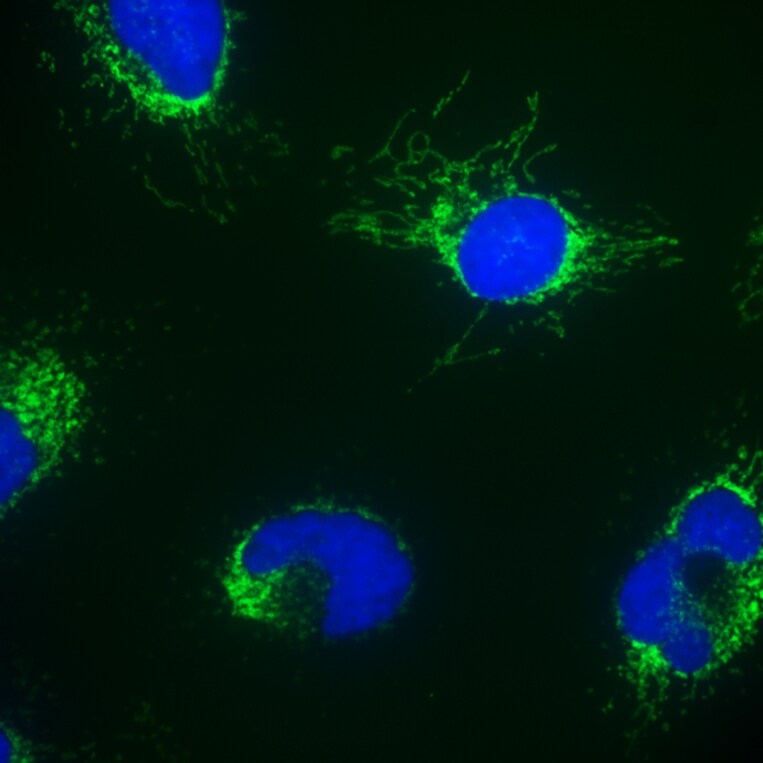 CellInsight CX7 Pro HCS 平台 | Thermo Fisher Scientific - CN