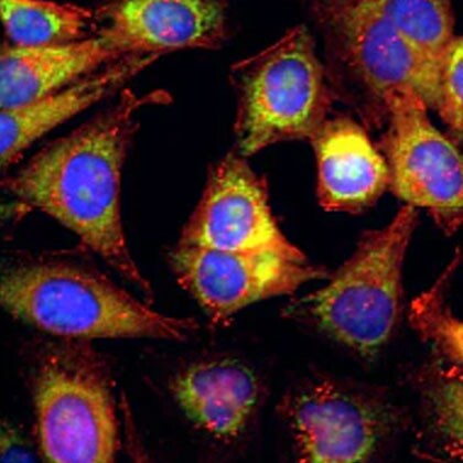 CellInsight CX7 Pro HCS 平台 | Thermo Fisher Scientific - CN