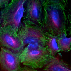 CellInsight CX7 Pro HCS 平台 | Thermo Fisher Scientific - CN