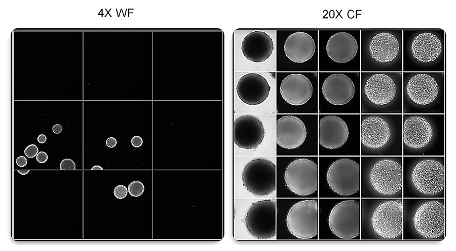 HCS Studio Cell Analysis Software | Thermo Fisher Scientific - CN