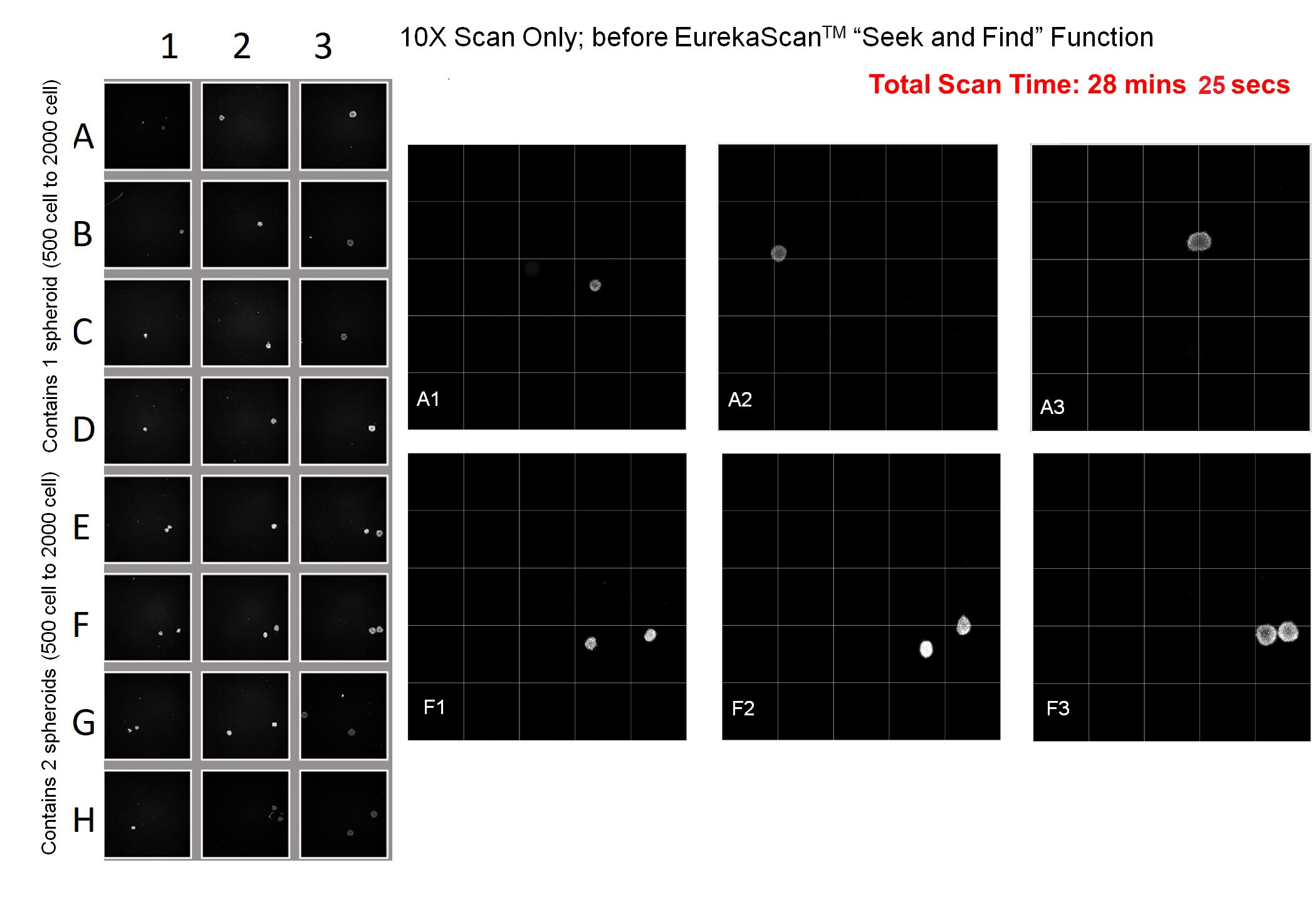 HCS Studio Cell Analysis Software | Thermo Fisher Scientific - CN
