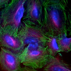 CellInsight CX7高内涵筛选(HCS)平台 | Thermo Fisher Scientific - CN