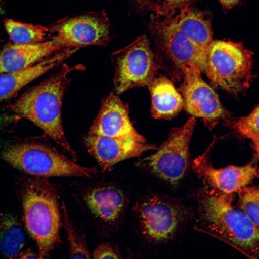 CellInsight CX7高内涵筛选(HCS)平台 | Thermo Fisher Scientific - CN