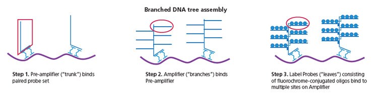 采用 ViewRNA 检测试剂盒进行 RNA 荧光原位杂交（FISH） | Thermo Fisher Scientific - CN