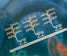 RNA FISH with ViewRNA Assays | Thermo Fisher Scientific - CN