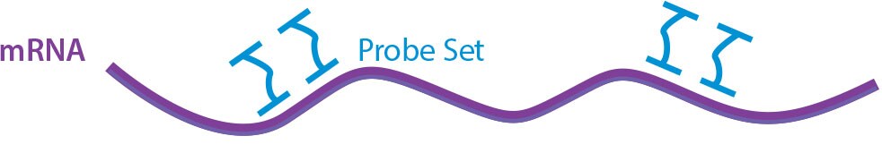 RNA FISH with ViewRNA Assays | Thermo Fisher Scientific - CN