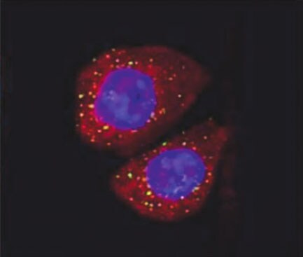 ViewRNA ISH Assays | Thermo Fisher Scientific - CN