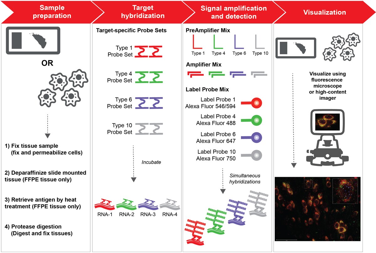 ViewRNA ISH Assays | Thermo Fisher Scientific - CN