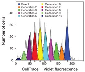 CellTrace细胞增殖检测试剂-赛默飞 | Thermo Fisher Scientific - CN