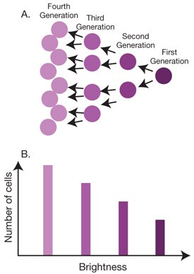 CellTrace细胞增殖检测试剂-赛默飞 | Thermo Fisher Scientific - CN