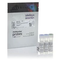 细胞功能和健康检测-流式细胞检测试剂盒-赛默飞 | Thermo Fisher Scientific - CN