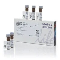 细胞功能和健康检测-流式细胞检测试剂盒-赛默飞 | Thermo Fisher Scientific - CN