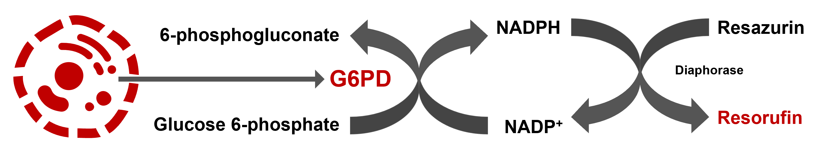 CyQUANT细胞毒性检测 | Thermo Fisher Scientific - CN