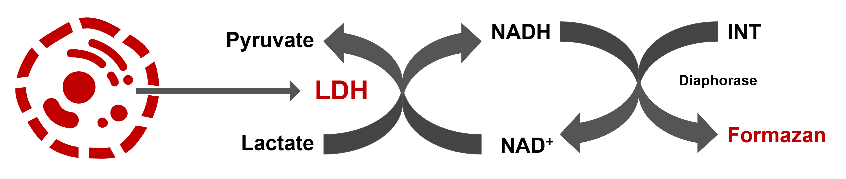 CyQUANT细胞毒性检测 | Thermo Fisher Scientific - CN