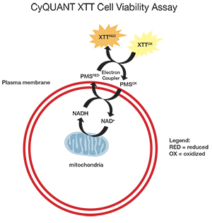CyQUANT XTT和MTT细胞活力检测法 | Thermo Fisher Scientific - CN