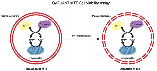 CyQUANT XTT and MTT Assays for Cell Viability | Thermo Fisher ...