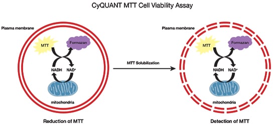 CyQUANT XTT和MTT细胞活力检测法 | Thermo Fisher Scientific - CN