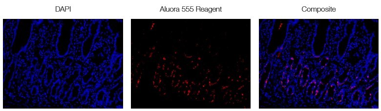 Aluora 555 Dye | Thermo Fisher Scientific - CN