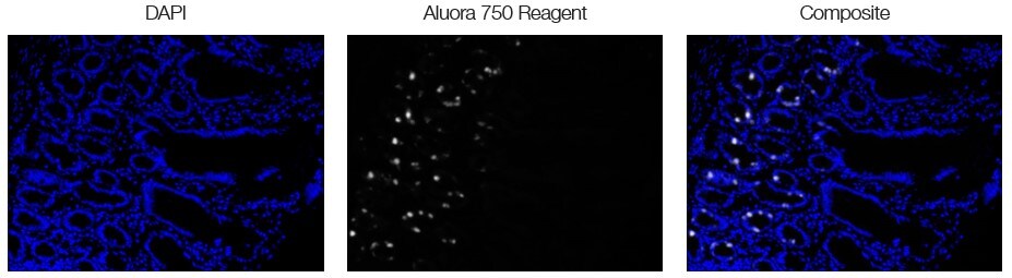 Aluora 750 Dye | Thermo Fisher Scientific - CN