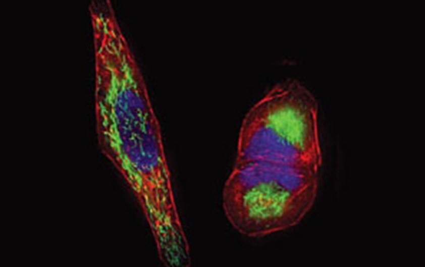 Green Fluorescent Protein (GFP) | Thermo Fisher Scientific - CN