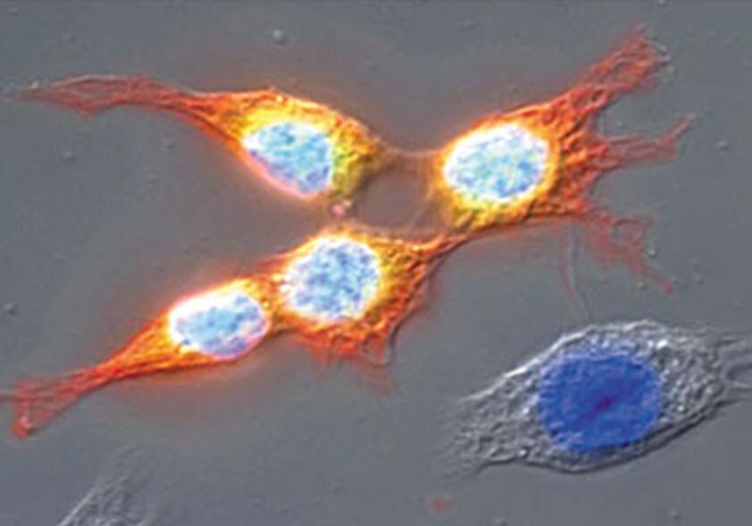 Green Fluorescent Protein (GFP) | Thermo Fisher Scientific - CN