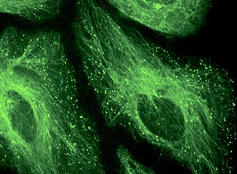 Oregon Green 488 Dye | Thermo Fisher Scientific - CN