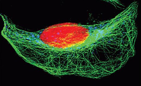 Qdot 525 量子点荧光探针-赛默飞| Thermo Fisher Scientific - CN | Thermo Fisher ...