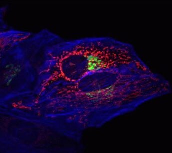 Red Fluorescent Protein (RFP) | Thermo Fisher Scientific - CN