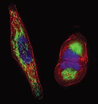 Red Fluorescent Protein (RFP) | Thermo Fisher Scientific - CN