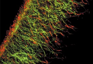 SYTO 9 Stain | Thermo Fisher Scientific - CN