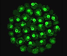 SYTO 9 Stain | Thermo Fisher Scientific - CN