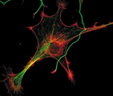 Texas Red (and Texas Red-X) Dye | Thermo Fisher Scientific - CN