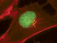 Texas Red (and Texas Red-X) Dye | Thermo Fisher Scientific - CN