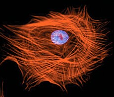 Tetramethylrhodamine (TRITC) | Thermo Fisher Scientific - CN