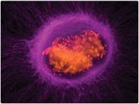 Tetramethylrhodamine (TRITC) | Thermo Fisher Scientific - CN