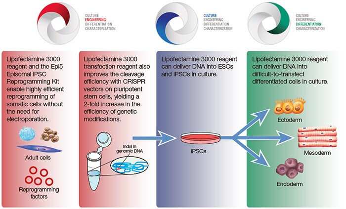 诱导多能干细胞（iPSCs）的生成与转染方法指南-赛默飞 | Thermo Fisher Scientific - CN