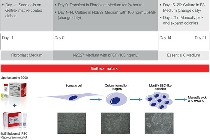 诱导多能干细胞（iPSCs）的生成与转染方法指南-赛默飞 | Thermo Fisher Scientific - CN