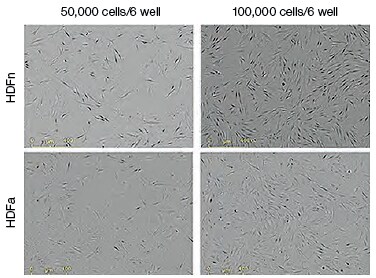 诱导多能干细胞（iPSCs）的生成与转染方法指南-赛默飞 | Thermo Fisher Scientific - CN