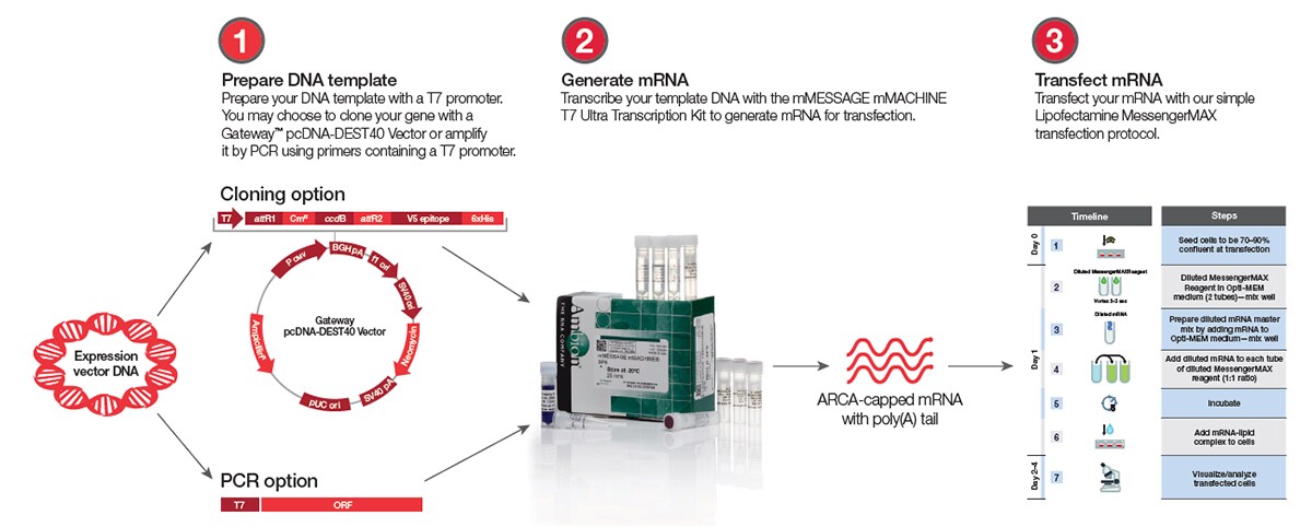 神经生物学转染指南 | Thermo Fisher Scientific - CN