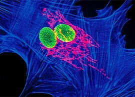 FGF家族 | Thermo Fisher Scientific - CN